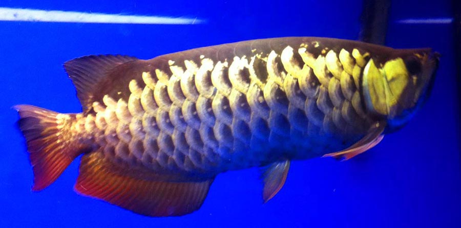 Rtg Arowana Fish